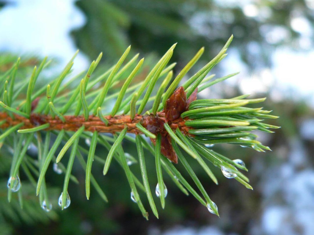 Drie activiteiten voor vroege vogels - Nationaal Park Hollandse Duinen