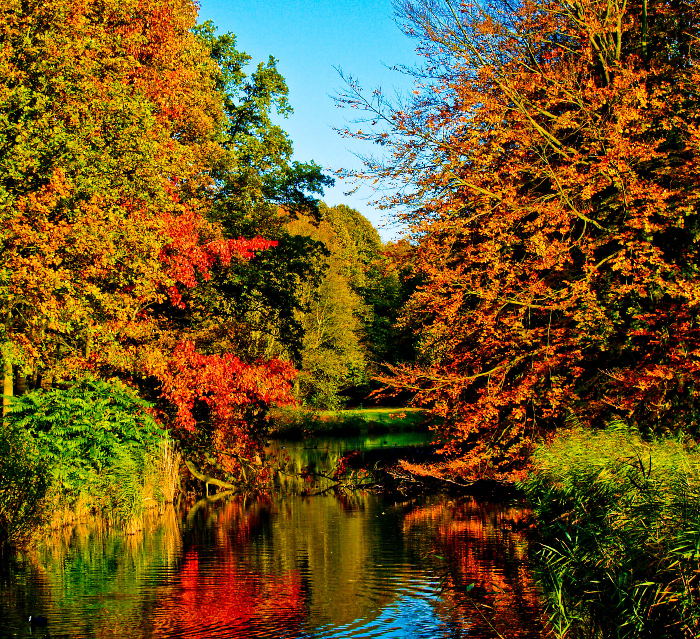 Het Haagse Bos, brede paden, mooie lanen - Nationaal Park Hollandse Duinen