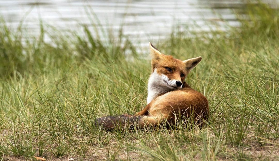Wild en grote grazers spotten in Hollandse Duinen - Nationaal Park ...