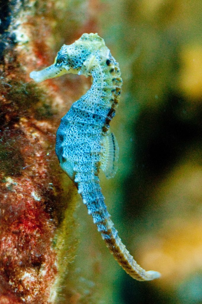 Ontmoet ontzettend veel zeedieren in Sea Life - Nationaal Park ...