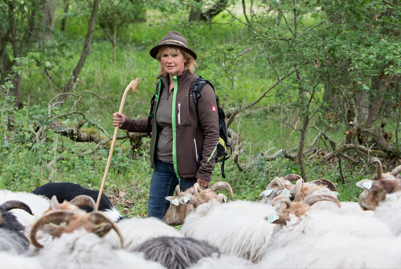 Mee met de schaapsherder - Nationaal Park Hollandse Duinen