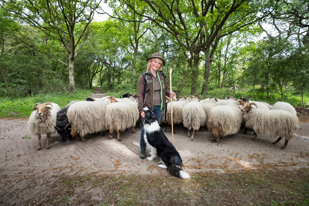 Op pad met de schaapsherder - Nationaal Park Hollandse Duinen