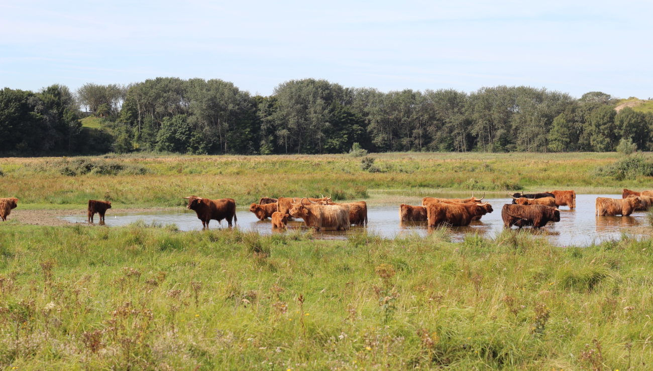 Pan van Persijn (Panbos) - Nationaal Park Hollandse Duinen